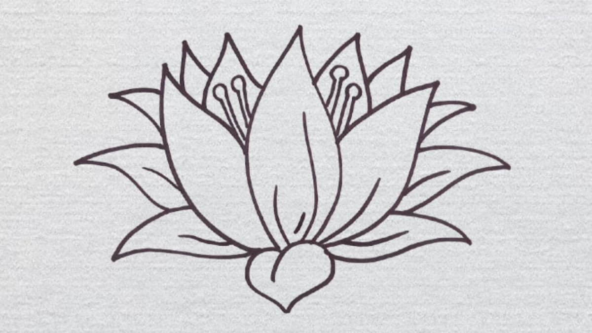 Vẽ hoa sen: 20 cách vẽ đẹp, đơn giản dễ dàng thực hiện